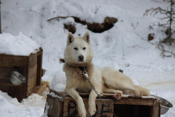 Dogsled Adventure in Mont-Tremblant - The Value and Booking Details