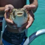 Dolphin and Snorkeling Activity in Panama City Florida - Practical Details and Logistics