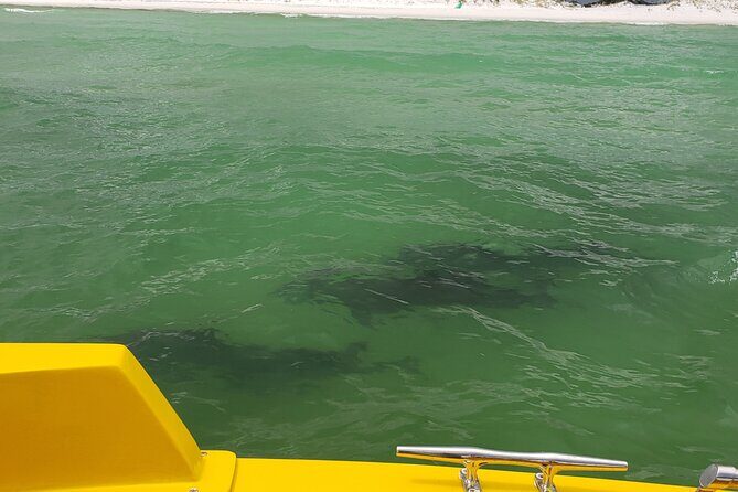 Dolphin and Sunset tour aboard the Hydro Rocket - Practical Tips for Travelers