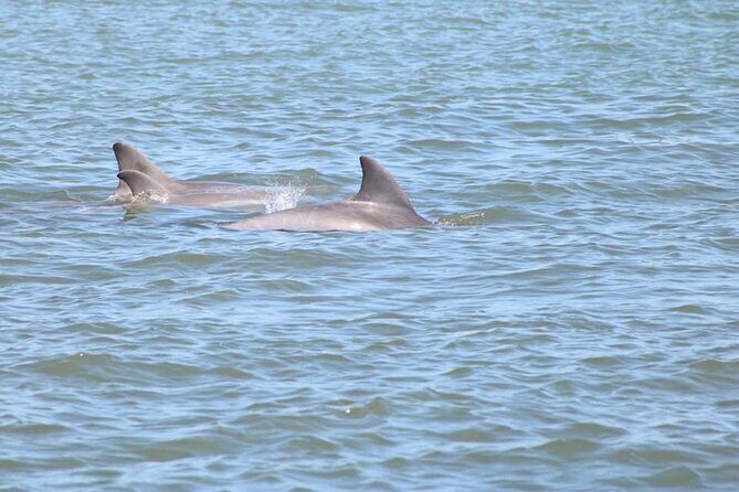 Dolphin and Wildlife History Tour - Details that Matter: Deep Dive into the Experience