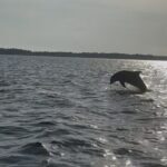 Dolphin cruise in Santa Rosa Beach - An In-Depth Look at the Itinerary