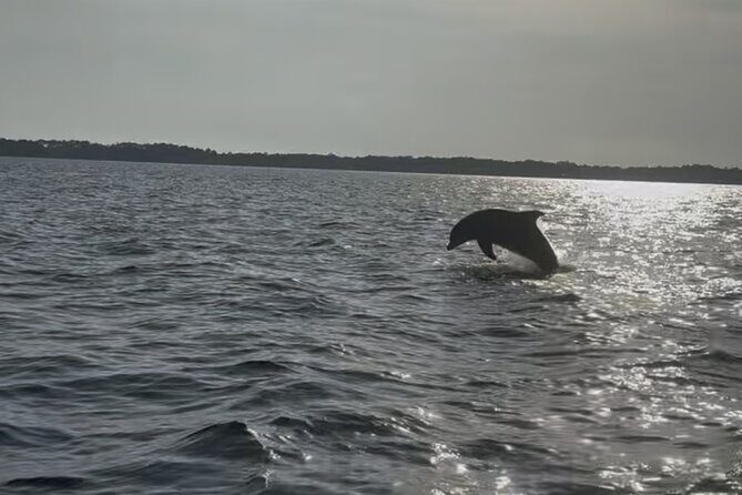 Dolphin cruise in Santa Rosa Beach - An In-Depth Look at the Itinerary
