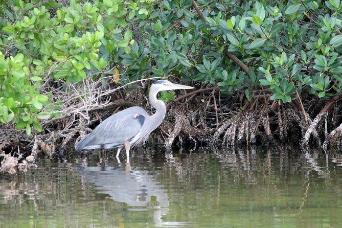 Dolphin Eco Cruise Nature Adventure in Cocoa Beach - The Sum Up