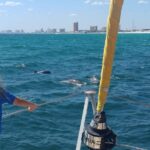 Dolphin Sightseeing Tour on The Footloose Catamaran from Panama City Beach - The Sum Up