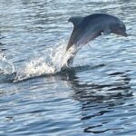 Dolphin Sunset Tour in Orange Beach - Who Would Enjoy This Tour?