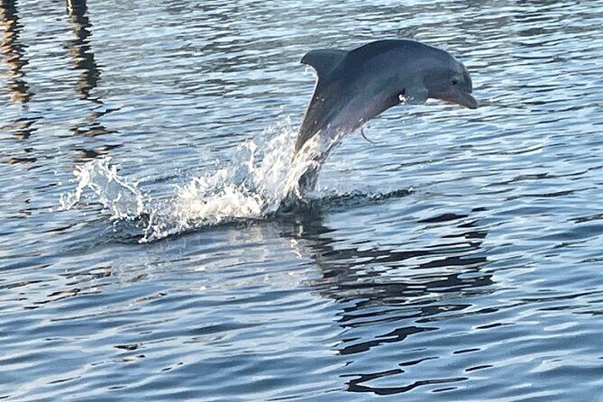 Dolphin Sunset Tour in Orange Beach - Who Would Enjoy This Tour?