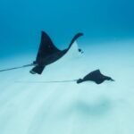 Dolphin Watch Snorkel and BBQ in Kona, Big Island - Setting the Scene: What to Expect on This Adventure