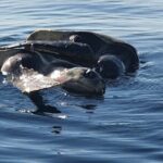 Dolphin Watching - The Pros and Cons: A Balanced View