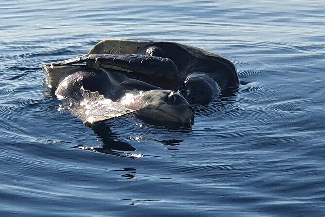 Dolphin Watching - The Pros and Cons: A Balanced View