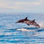 Dolphin Watching and Snorkeling on the West Coast of Oahu - The Value of the Experience