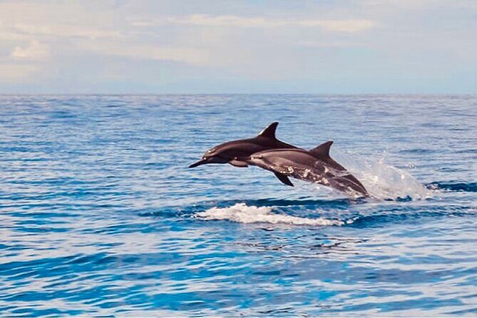 Dolphin Watching and Snorkeling on the West Coast of Oahu - The Value of the Experience
