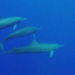 Dolphin Watching in Puerto Escondido - Why This Tour Offers Great Value