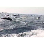 Dolphins and whales watching in Puerto Escondido. - What the Itinerary Looks Like