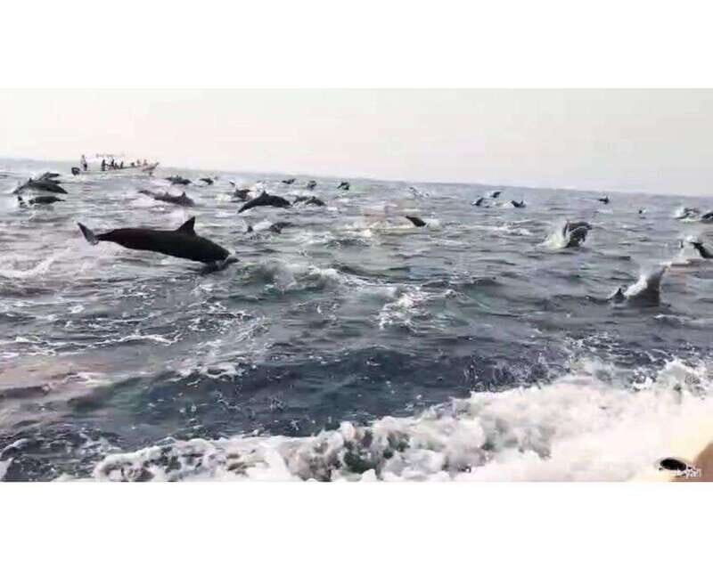 Dolphins and whales watching in Puerto Escondido. - What the Itinerary Looks Like