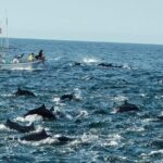 Dolphins,Turtles Watching - Why This Tour Works for the Right Travelers