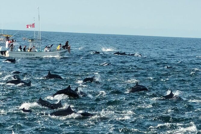 Dolphins,Turtles Watching - Why This Tour Works for the Right Travelers