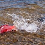 E-Bike Salmon Adventure - Practical Details You Need to Know