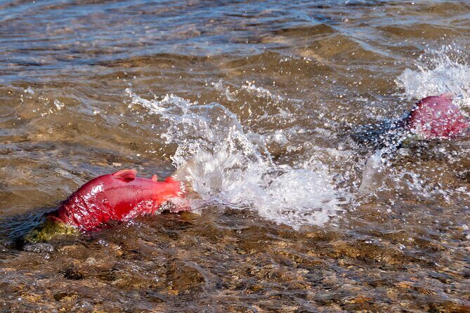 E-Bike Salmon Adventure - Practical Details You Need to Know