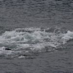 Ear Mountain Charters tours: whale watching or fishing - Practical Details and Tips