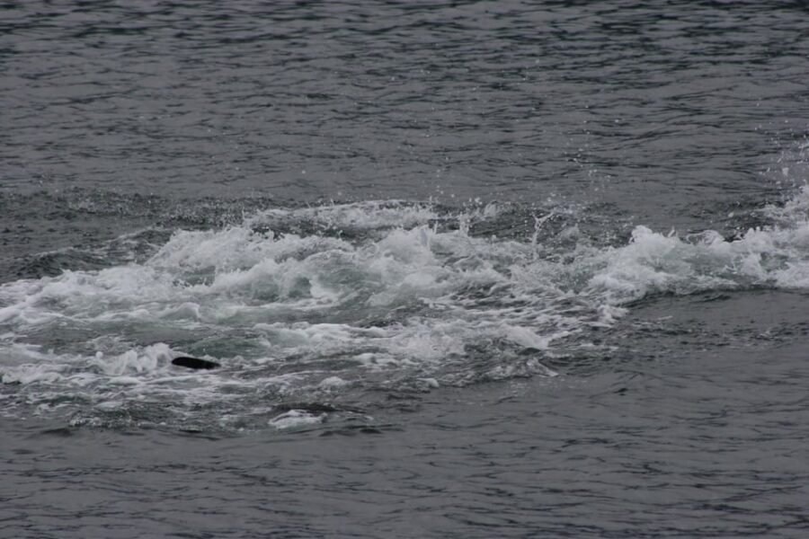 Ear Mountain Charters tours: whale watching or fishing - Practical Details and Tips