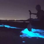 Eastsound: Orcas Island Bioluminescent Kayak Tour - The Itinerary and Experience Breakdown