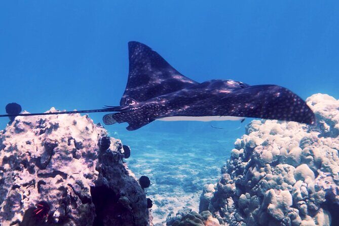 Eco Sea Scooter Beach Entry - Rent a GoPro Video tape Sea Turtles - Why We Think This Tour Is a Great Choice
