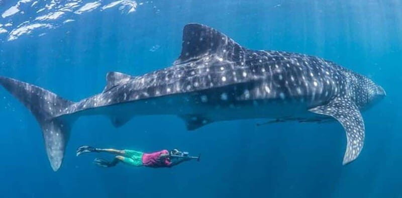 El Cabo: Incredible Private Tour to Espiritu Santo - Final Thoughts: Is This Tour Right for You?