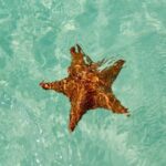 El cielo Cozumel From Cancún and round Transfer with Lunch - The Meal at Restaurante Toros
