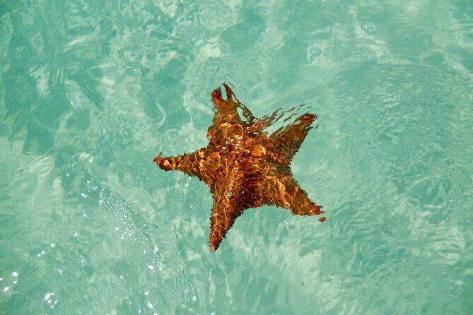 El cielo Cozumel From Cancún and round Transfer with Lunch - The Meal at Restaurante Toros