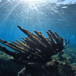 El Cielo Cozumel private snorkel tour - Price and Value Analysis