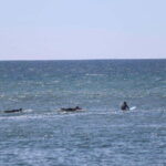 Ensenada: Surf Lessons at Playa Hermosa - Why This Tour Offers Good Value