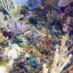 Entry Level PADI Course Discovery Scuba Dive - Final Thoughts