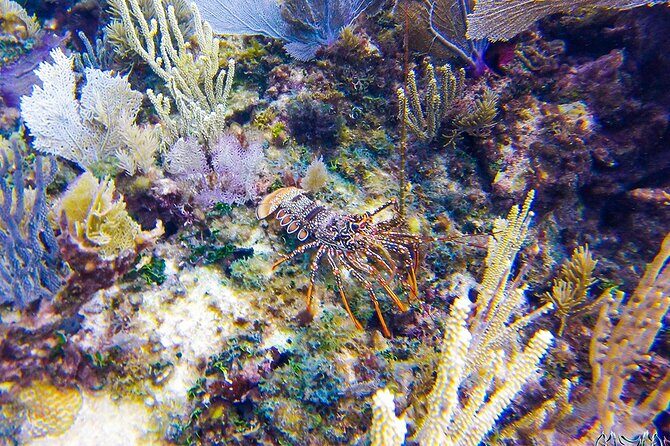 Entry Level PADI Course Discovery Scuba Dive - Final Thoughts