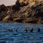 Espíritu Santo and Balandra Beach Combo Tour: Sea Lion Snorkeling - Final thoughts