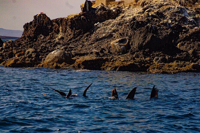 Espíritu Santo and Balandra Beach Combo Tour: Sea Lion Snorkeling - Final thoughts