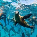 Espiritu Santo Island Combo: Sea Lions and Paddleboard 1 to 6 Private Group - What the Reviews Say