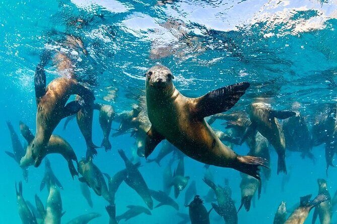 Espiritu Santo Island Combo: Sea Lions and Paddleboard 1 to 6 Private Group - What the Reviews Say