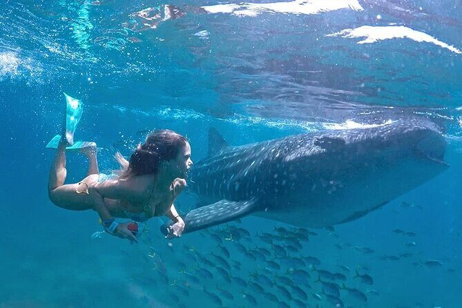 Espíritu Santo Island: snorkel SEA LIONS and Balandra Small Group - Authentic Guest Perspectives