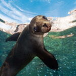 Espiritu Santo Island: Snorkeling Sea Lion Adventure - What Travelers Say