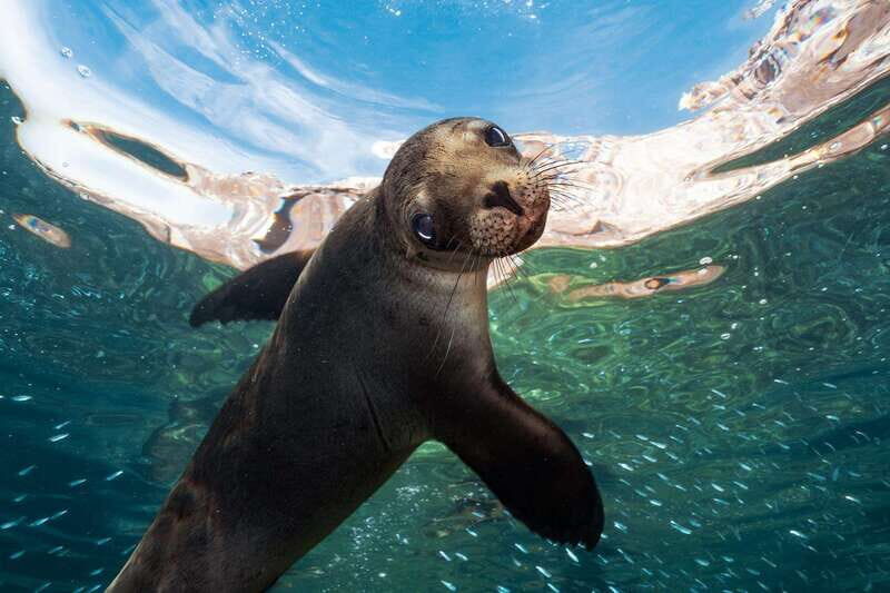 Espiritu Santo Island: Snorkeling Sea Lion Adventure - What Travelers Say