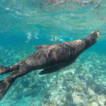 Espiritu Santo Snorkeling and Sea Lion Adventure - Authentic Experiences and Traveler Feedback