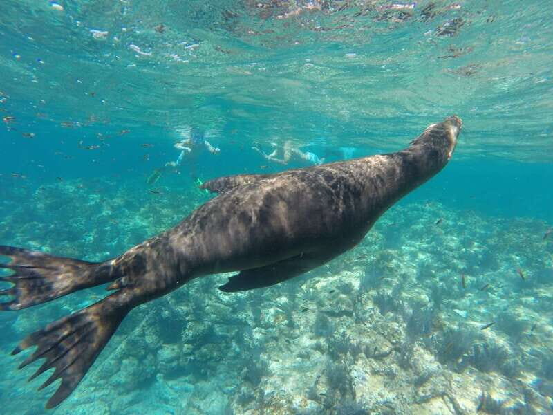 Espiritu Santo Snorkeling and Sea Lion Adventure - Authentic Experiences and Traveler Feedback