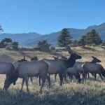 Estes Park: Guided Elk Rut Tour - Who Is This Tour Best For?