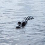 Everglades Alligator Airboat Tour with Bus transfer from Miami - Transportation and Group Size