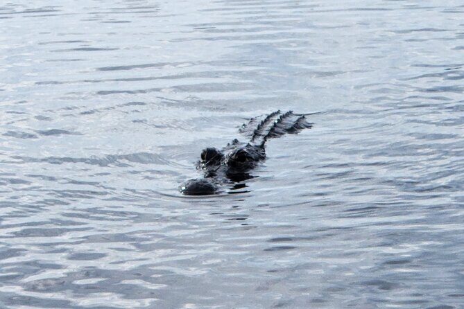 Everglades Alligator Airboat Tour with Bus transfer from Miami - Transportation and Group Size