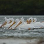 Everglades: Birding, Wildlife, and Photography Expedition - An In-Depth Look at the Everglades Birding, Wildlife, and Photo Expedition