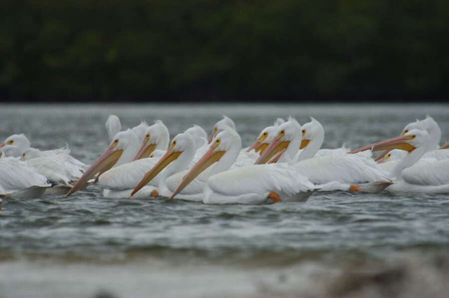 Everglades: Birding, Wildlife, and Photography Expedition - An In-Depth Look at the Everglades Birding, Wildlife, and Photo Expedition