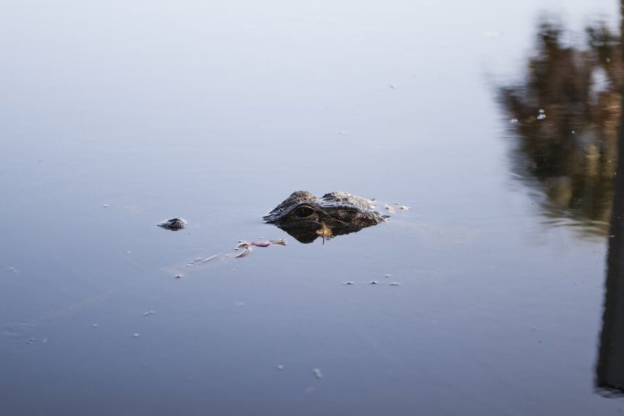Everglades Day Safari from Fort Lauderdale - Exploring the Itinerary in Detail