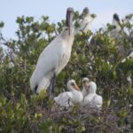 Everglades Day Safari from Sanibel, Fort Myers & Naples - Transportation, Group Size, and Overall Experience