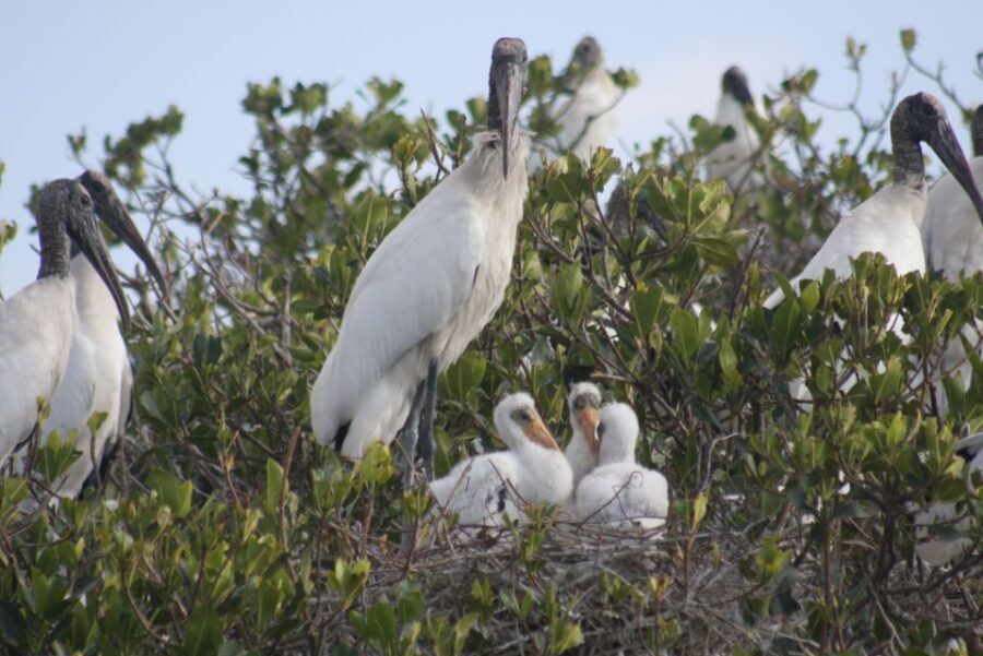 Everglades Day Safari from Sanibel, Fort Myers & Naples - Transportation, Group Size, and Overall Experience